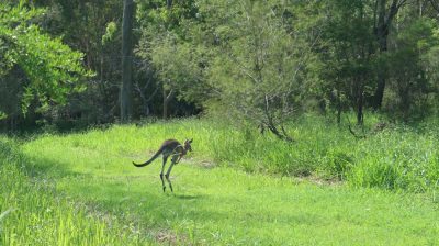 Seeing wild kangaroos in Brisbane - While You Stay Home