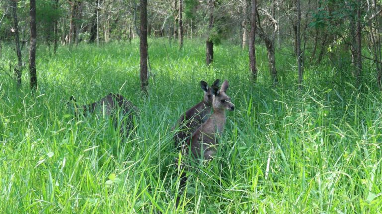 Seeing wild kangaroos in Brisbane - While You Stay Home